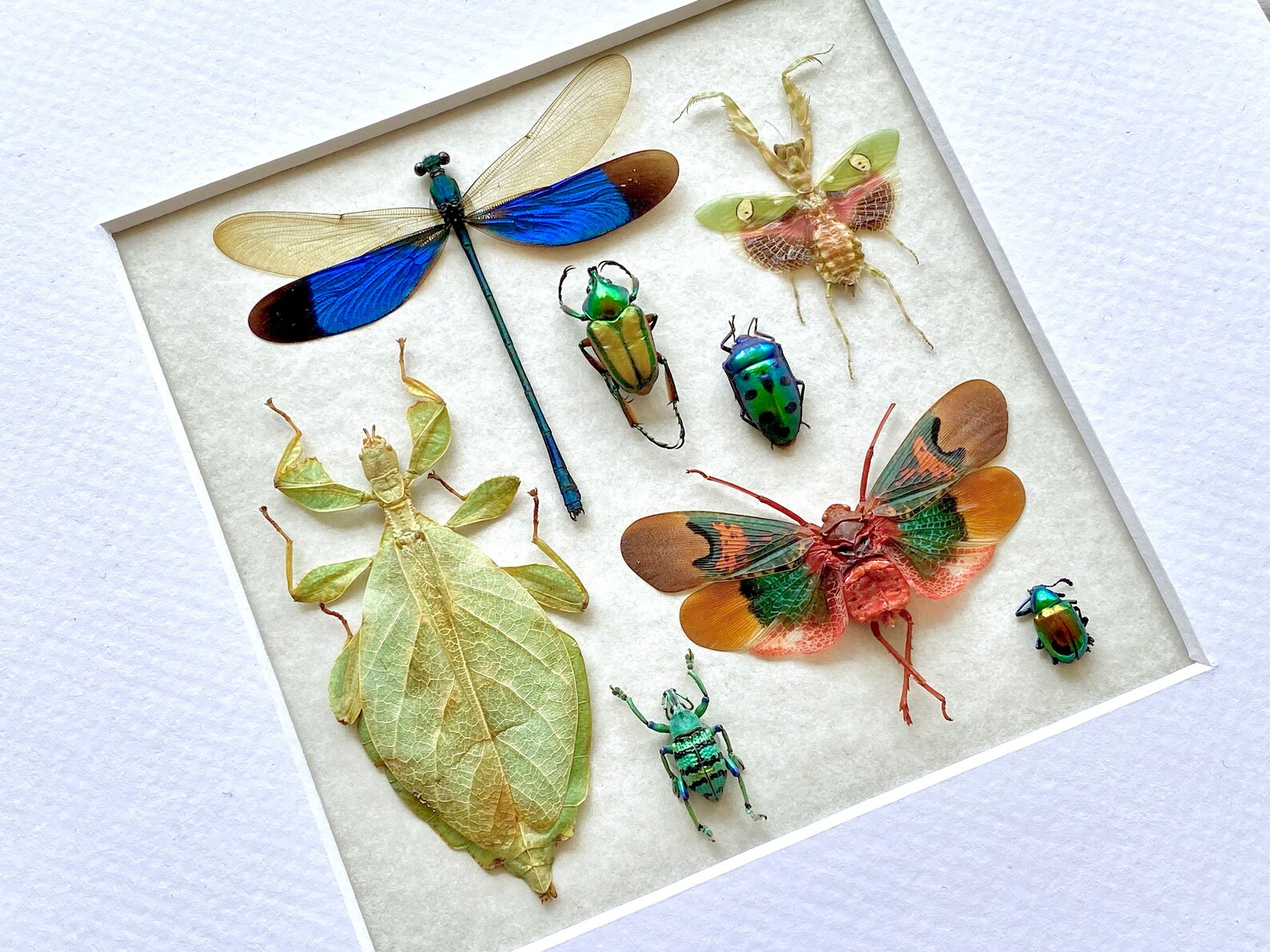 Real Insect Taxidermy Art Dragonfly Taxidermy Oddities and - Etsy