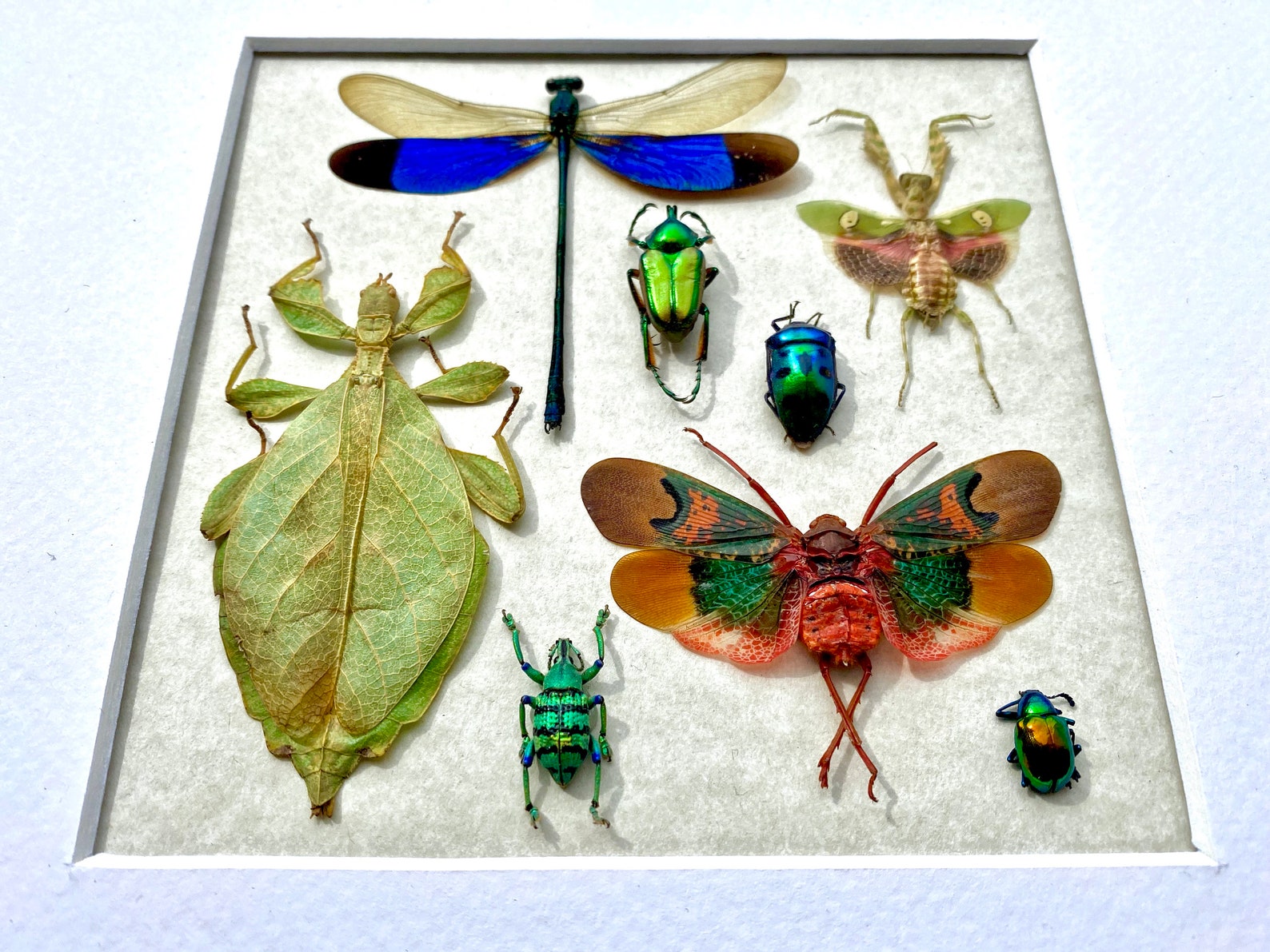 Real Insect Taxidermy Art Dragonfly Taxidermy Oddities and - Etsy