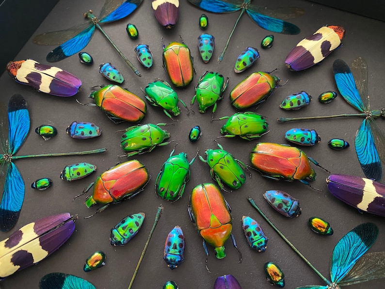 Real Framed Insects Pinned Bugs Oddities and Curiosities Taxidermy ...