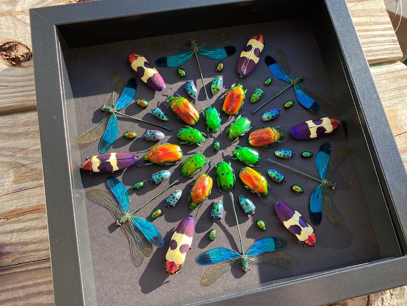 Real Framed Insects Pinned Bugs Oddities and Curiosities | Etsy