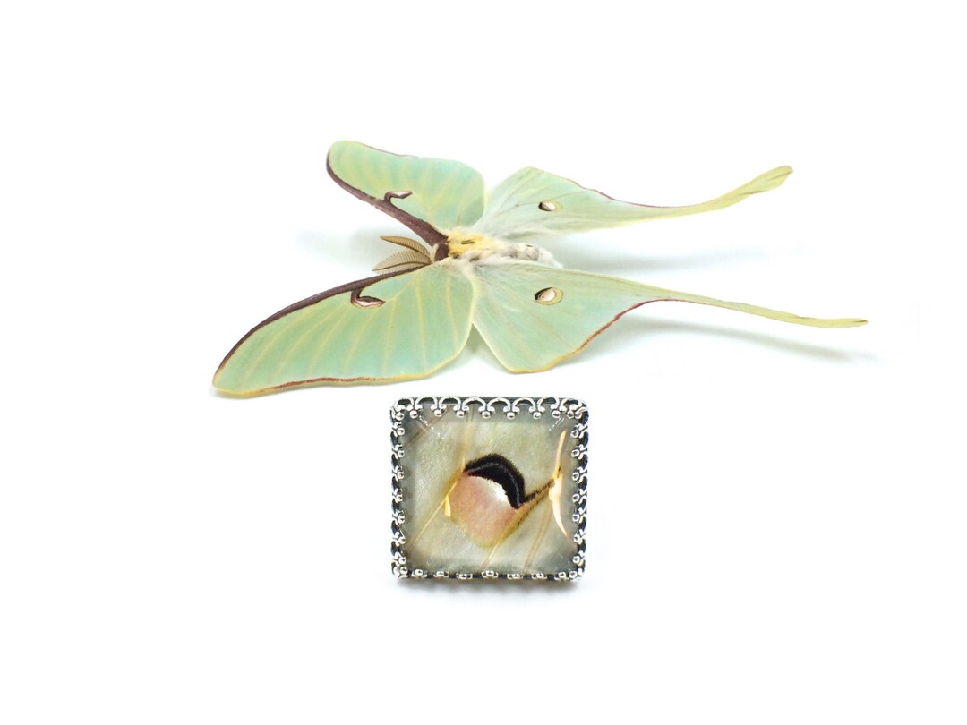 Real Luna Moth Ring Weird Stuff Cool Rings Luna Moth Jewelry Framed ...