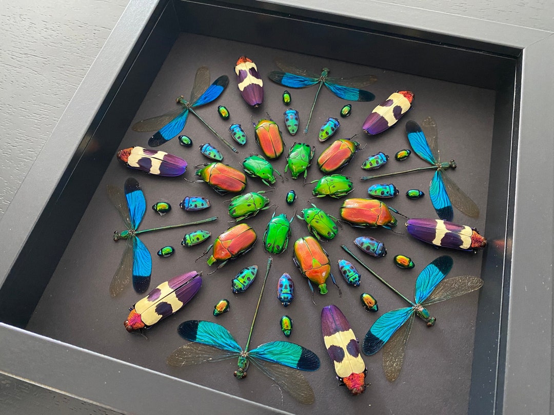 Real Framed Insects Pinned Bugs Oddities and Curiosities Taxidermy ...