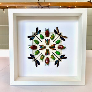 Real Insect Art Framed Insect Taxidermy Bugs Framed Beetle Art Insect ...