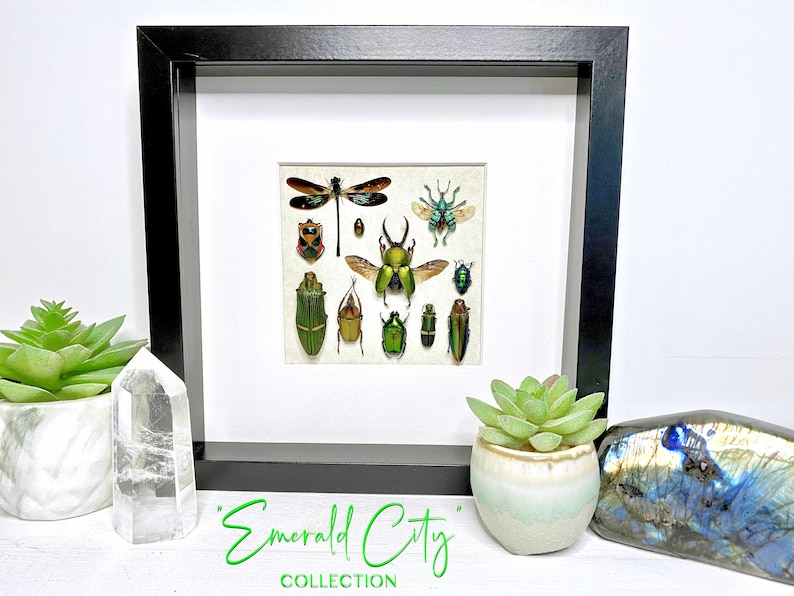 Framed Taxidermy Insects Oddities and Curiosities Real Insect Taxidermy ...