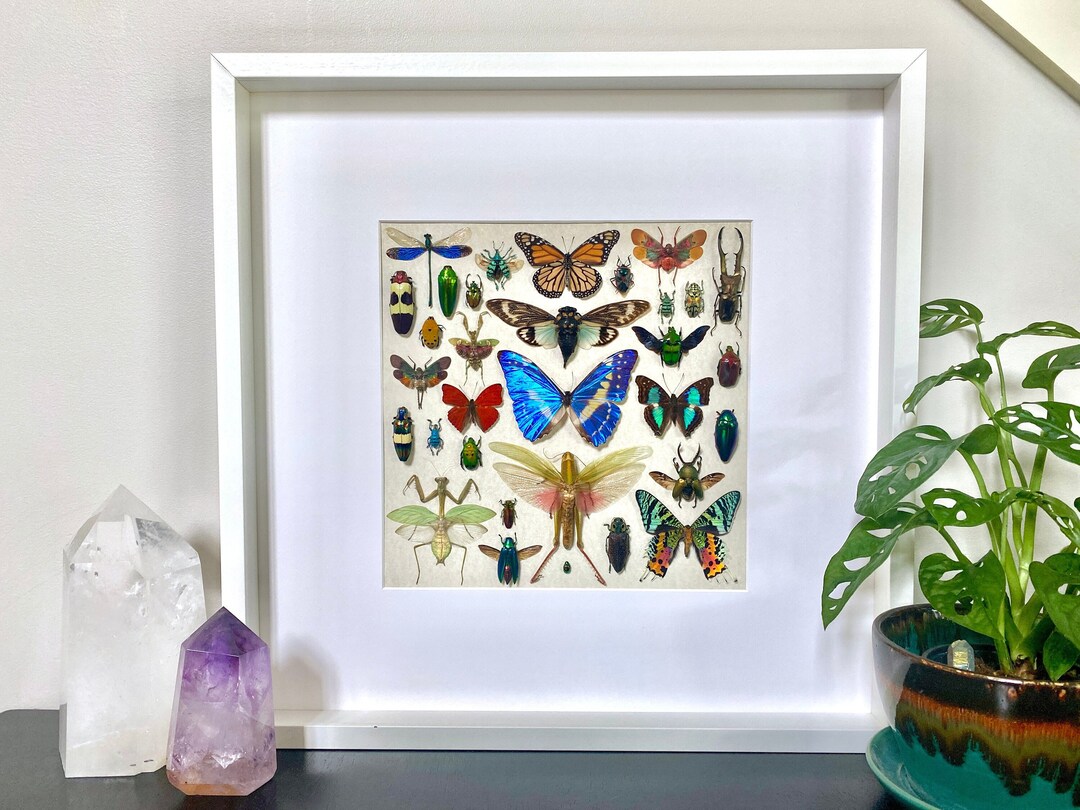 Real Insect Wall Art Rare Insect Collection Bug Wall Art Taxidermy Wall ...