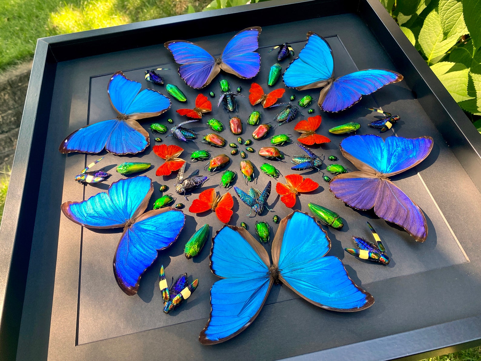 Real Framed Butterfly Display Real Butterfly Wall Art - Etsy