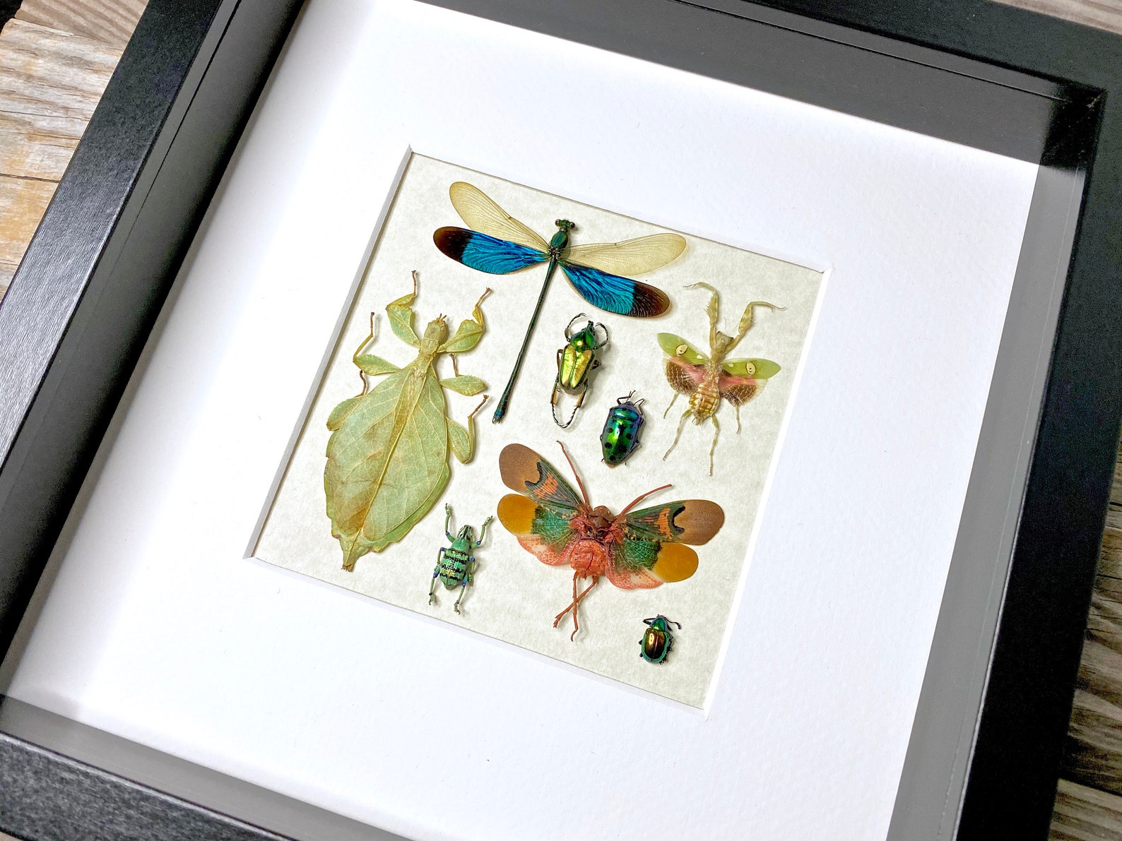 Real Insect Taxidermy Art Dragonfly Taxidermy Oddities and - Etsy