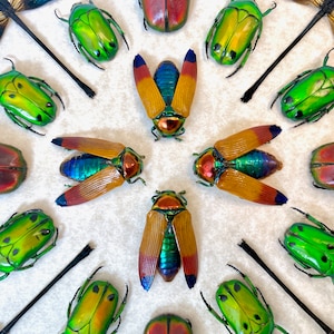 Real Insect Art Framed Insect Taxidermy Bugs Framed Beetle Art Insect ...