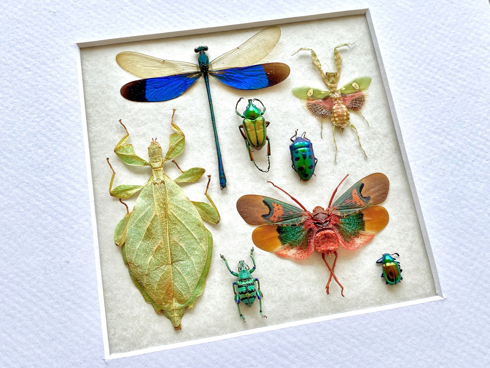 Real Insect Taxidermy Art Dragonfly Taxidermy Oddities and - Etsy