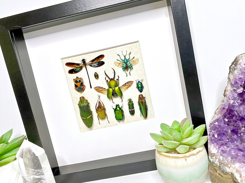 Framed Taxidermy Insects Oddities and Curiosities Real Insect Taxidermy ...