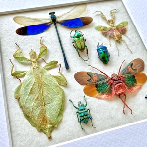 Real Insect Taxidermy Art Dragonfly Taxidermy Oddities and Curiosities ...