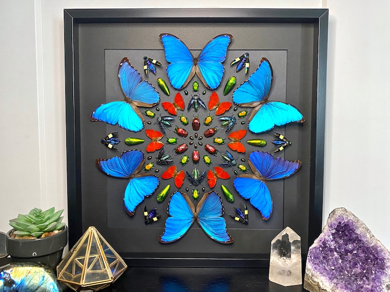 Real Framed Butterfly Display Real Butterfly Wall Art - Etsy
