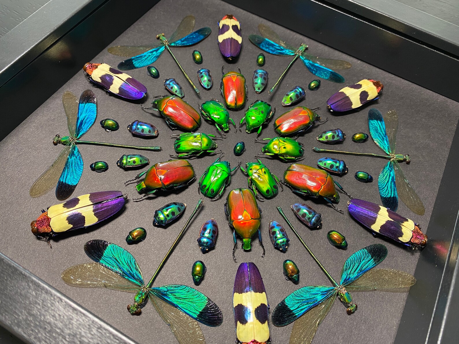 Real Framed Insects Pinned Bugs Oddities and Curiosities | Etsy