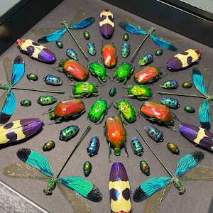 Real Framed Insects Pinned Bugs Oddities and Curiosities Taxidermy ...