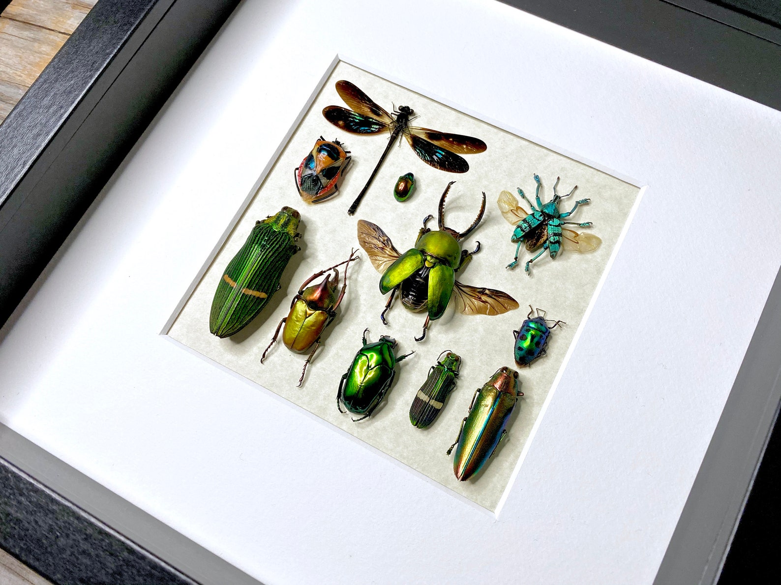 Framed Taxidermy Insects Oddities and Curiosities Real Insect Taxidermy ...