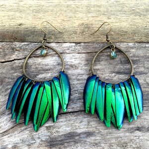 Real Beetle Wing Earrings Taxidermy Bug Earrings Large Statement ...