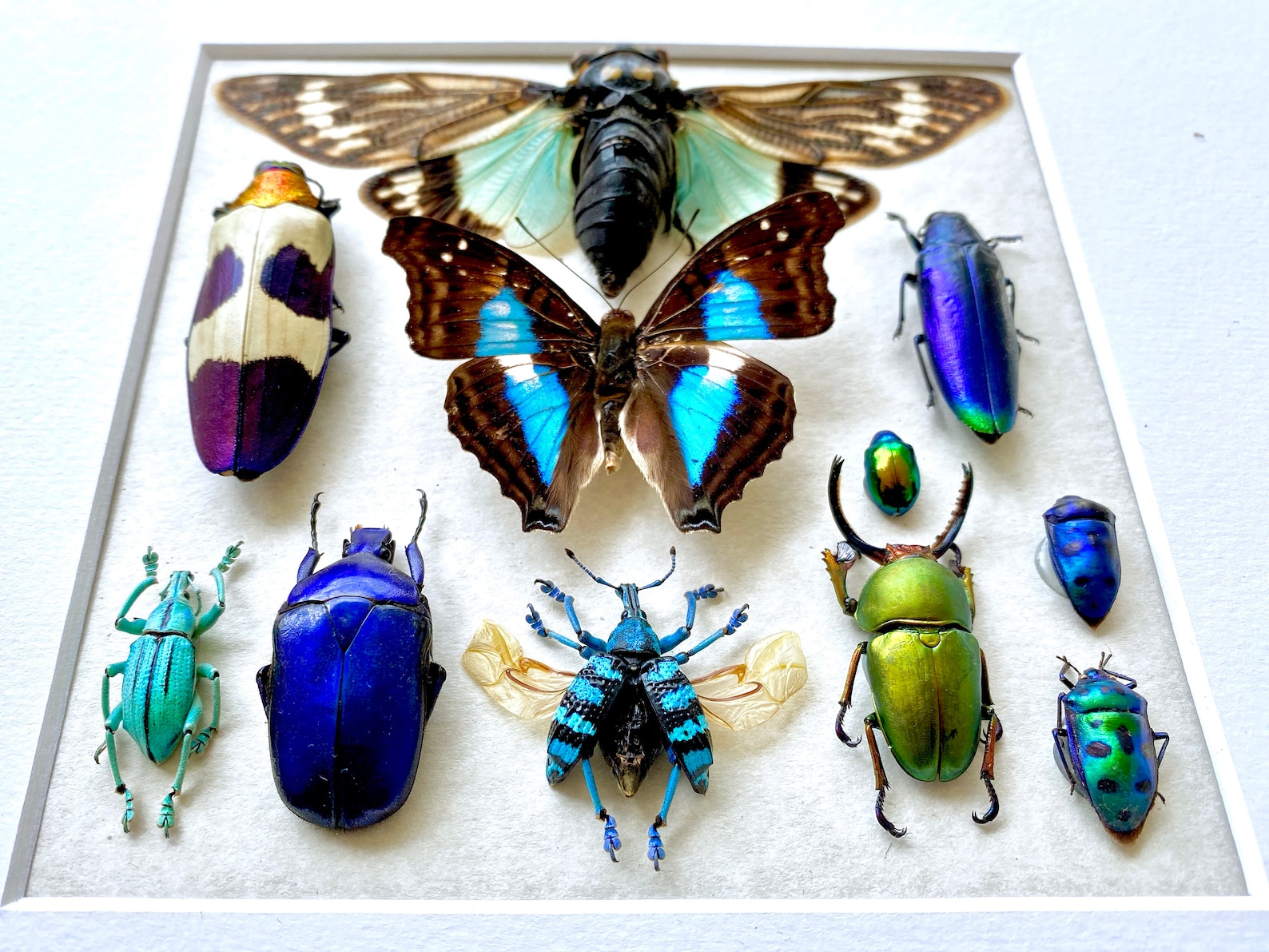 Framed Butterfly Wall Art Real Insect Taxidermy Art Framed - Etsy