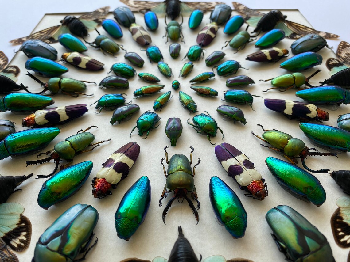 Real Insect Taxidermy Art Large Framed Wall Art Mixed Media Etsy