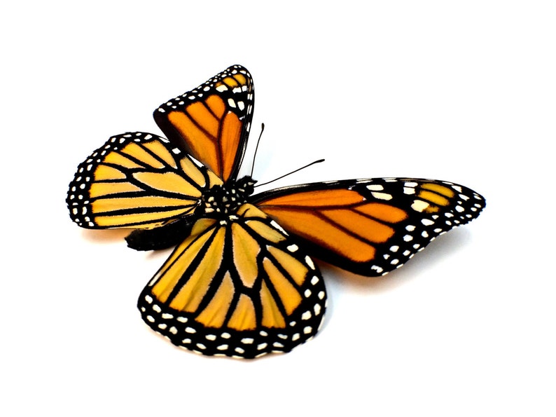 Real Monarch Butterfly Wing Necklace Ethically Sourced Taxidermy ...