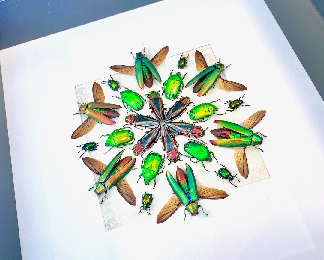 Framed Beetle Art Real Insect Taxidermy Bugs Real Insect Frame ...