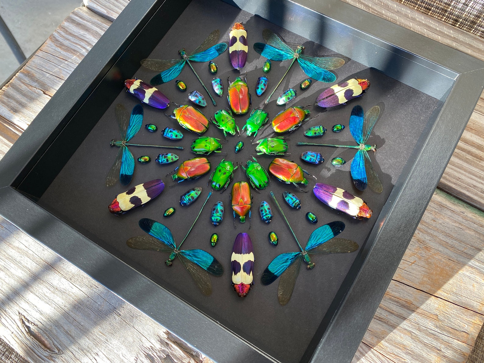 Real Framed Insects Pinned Bugs Oddities and Curiosities | Etsy