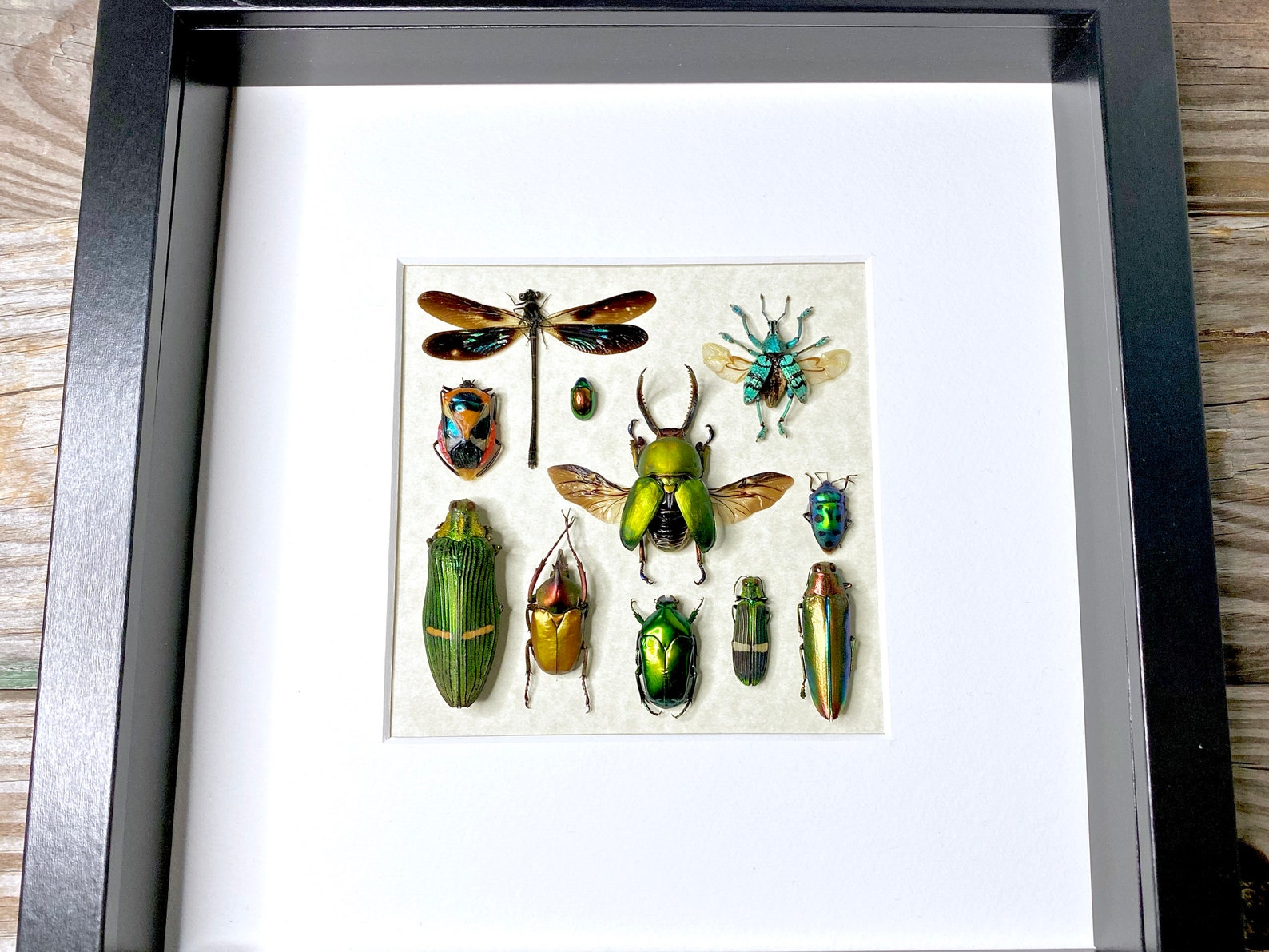 Framed Taxidermy Insects Oddities and Curiosities Real Insect - Etsy