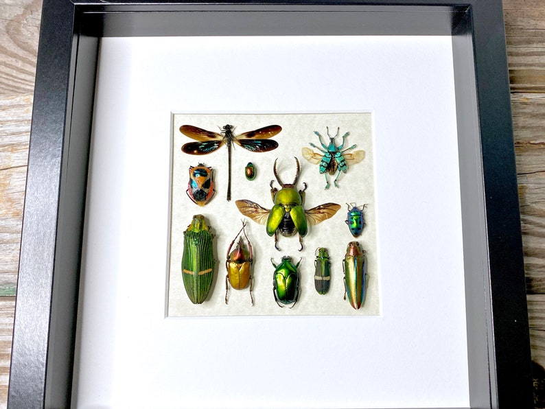 Framed Taxidermy Insects Oddities and Curiosities Real Insect | Etsy