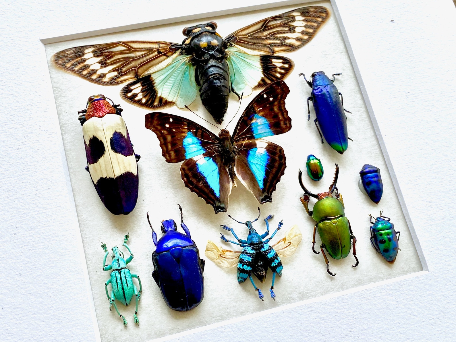 Framed Butterfly Wall Art Real Insect Taxidermy Art Framed - Etsy