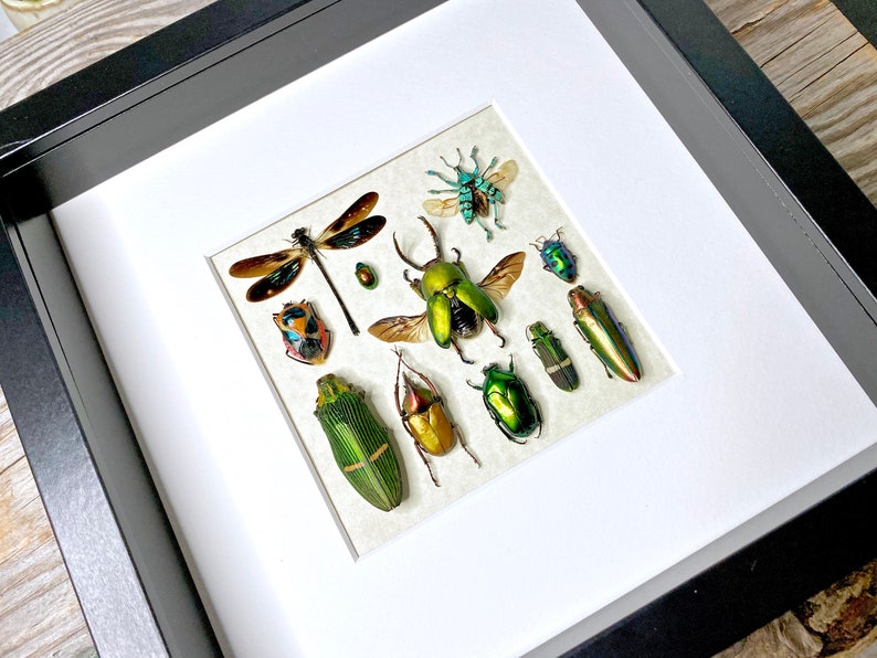 Framed Taxidermy Insects Oddities and Curiosities Real Insect Taxidermy ...