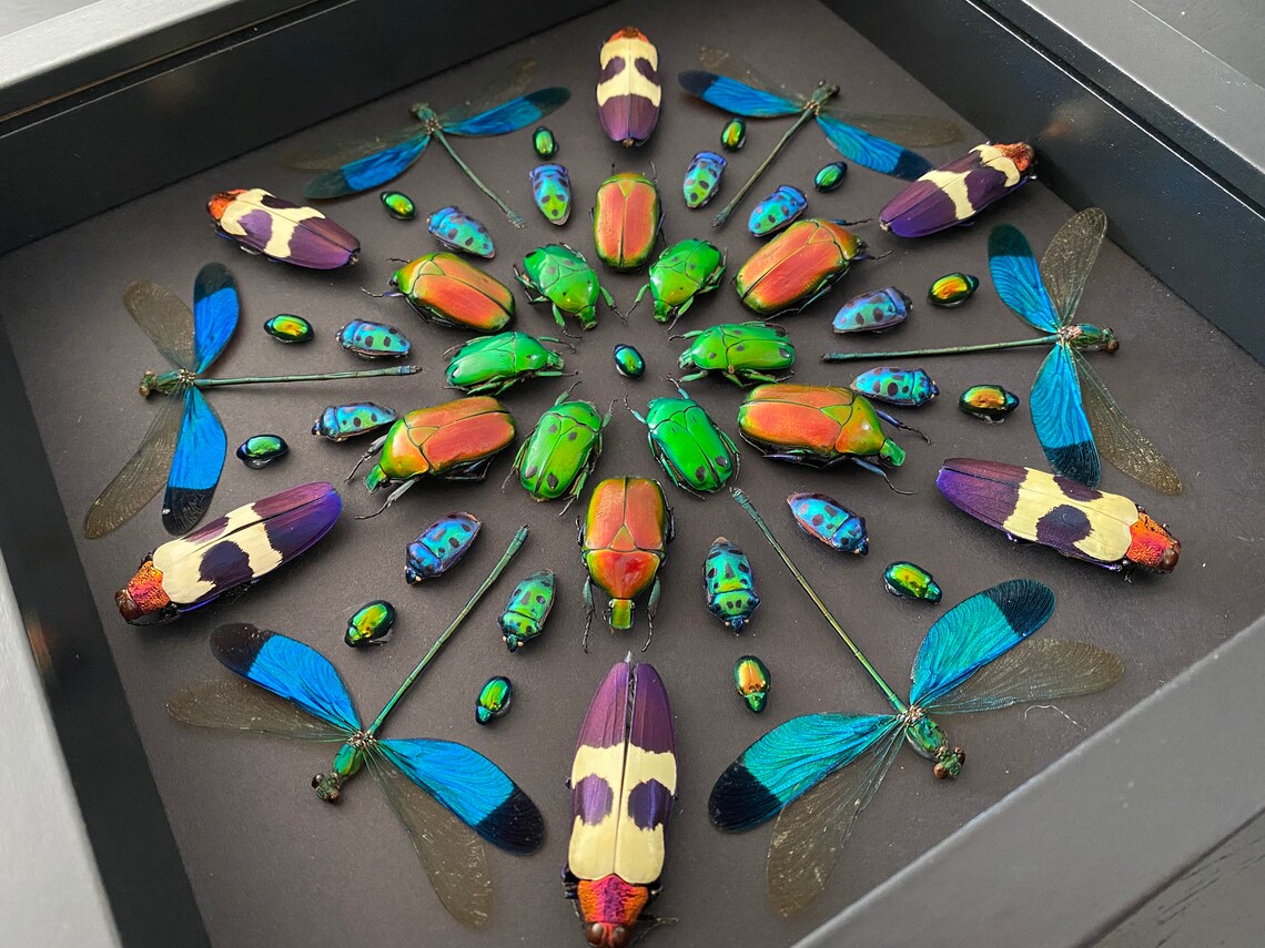 Real Framed Insects Pinned Bugs Oddities and Curiosities | Etsy