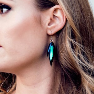 Real Beetle Wing Earrings Insect Earrings Beetle Earrings Real Bug ...