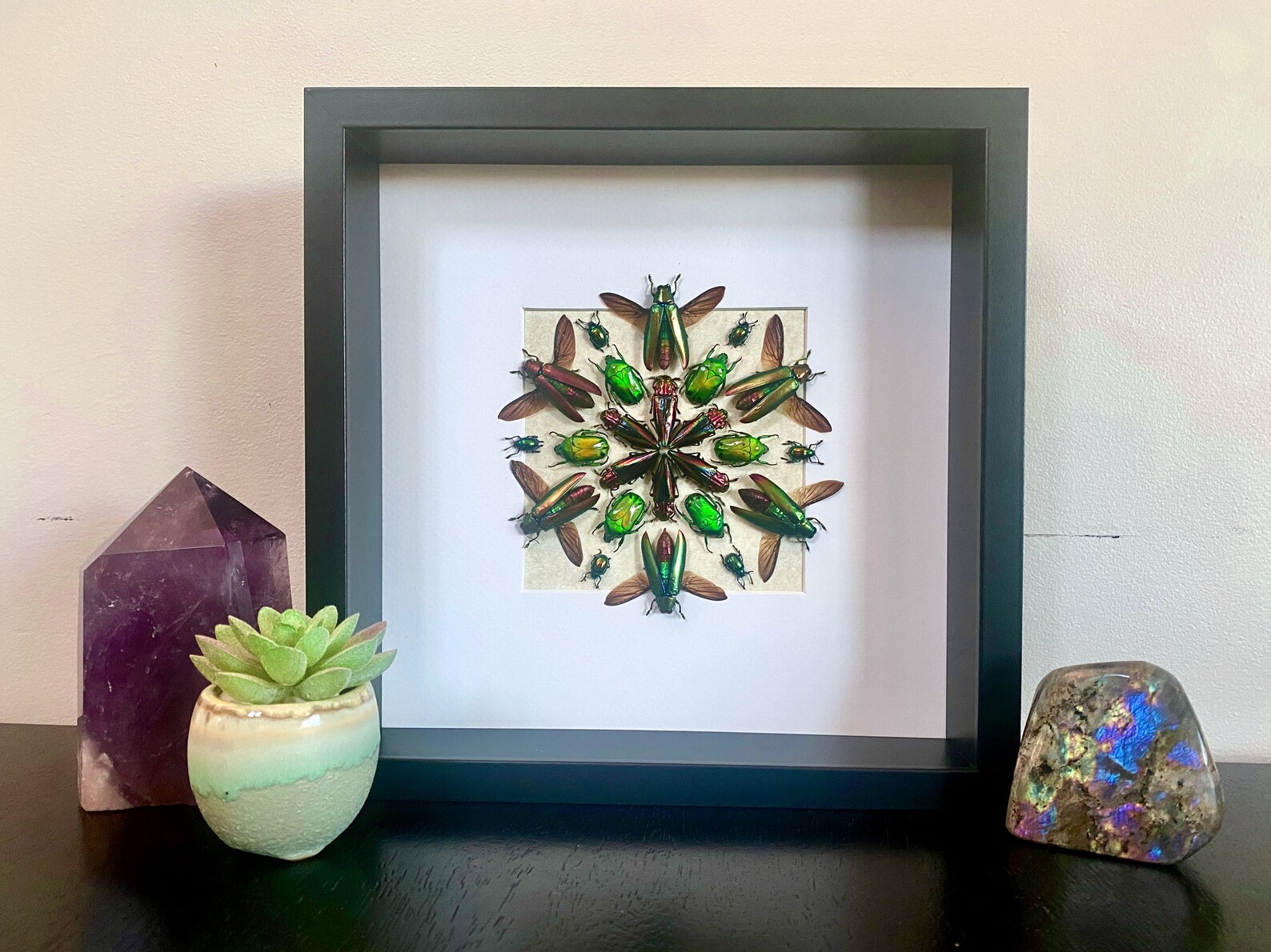 Framed Beetle Art Real Insect Taxidermy Bugs Real Insect Frame ...