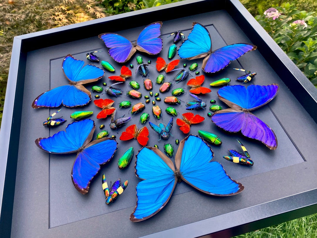 Real Framed Butterfly Display Real Butterfly Wall Art Taxidermy ...