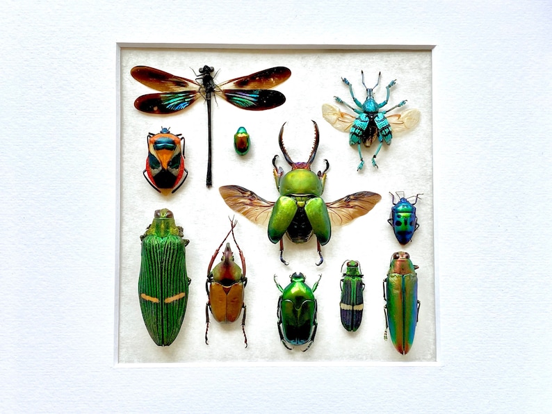 Framed Taxidermy Insects Oddities and Curiosities Real Insect Taxidermy ...