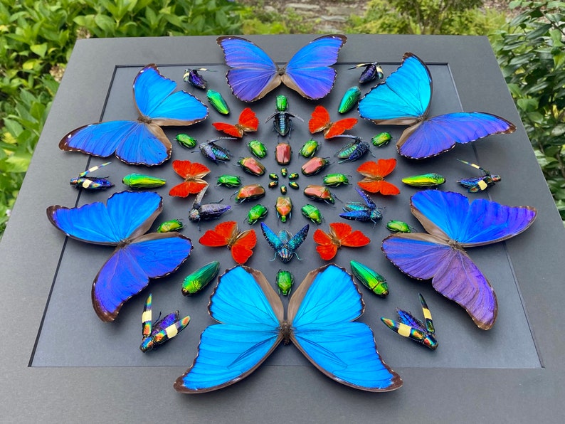 Real Framed Butterfly Display Real Butterfly Wall Art | Etsy