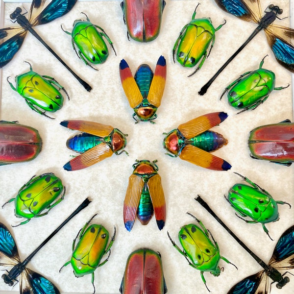Insect Art - Etsy