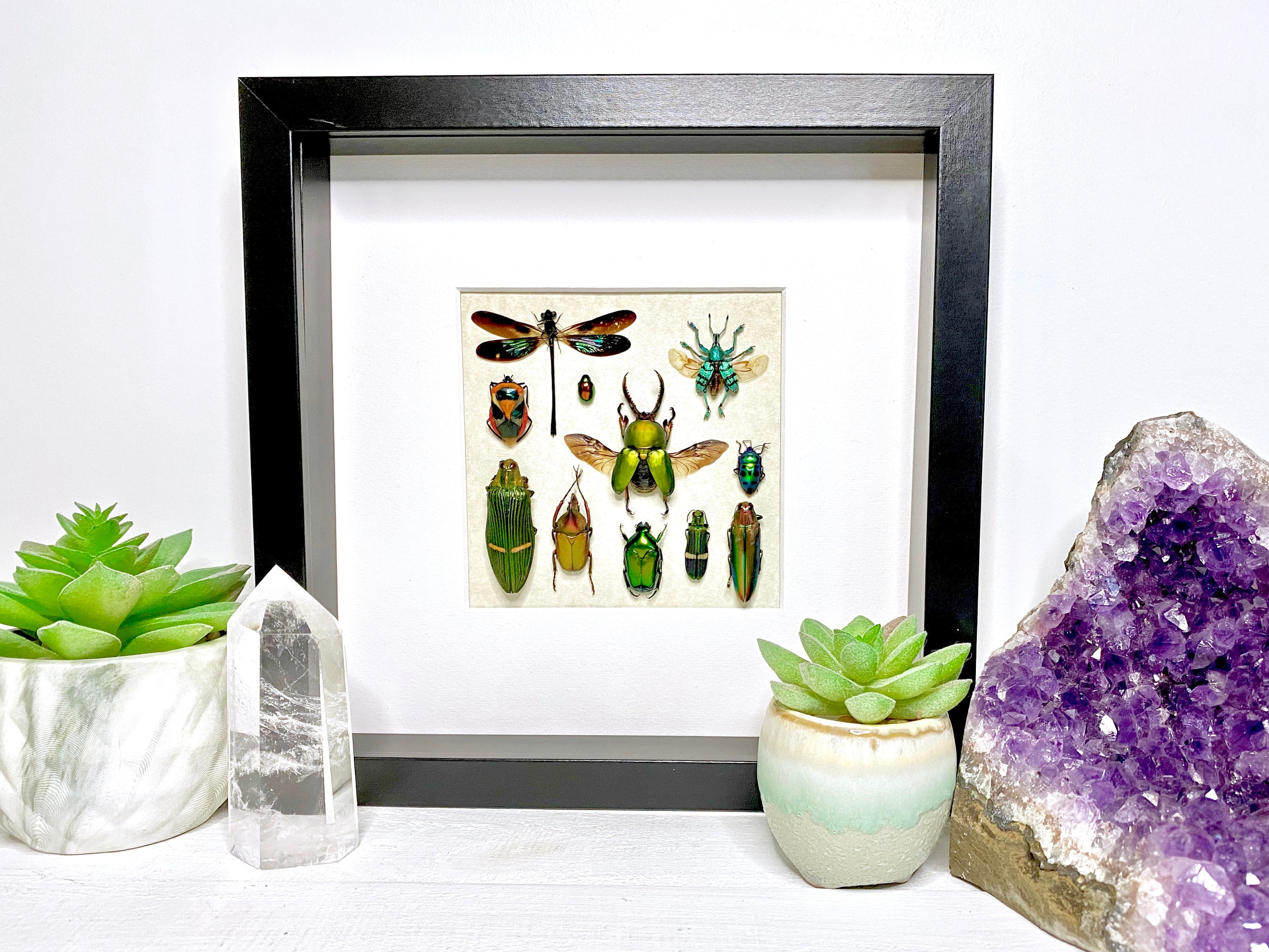 Framed Taxidermy Insects Oddities and Curiosities Real Insect Taxidermy ...
