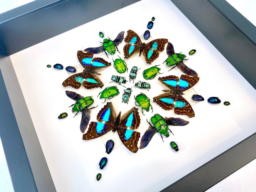 Real Framed Insect Art Framed Butterfly Taxidermy Beetles Framed Bugs ...