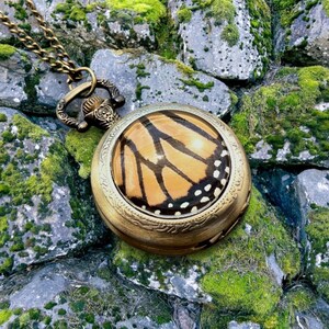 Real Butterfly Necklace Glass Locket Necklace Steampunk Pocket Watch ...