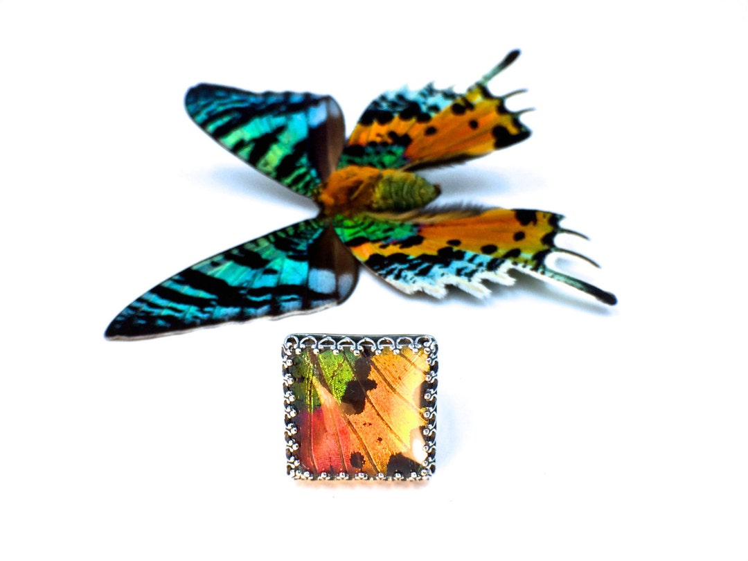 Cool Rings Real Moth Wing Ring Terrarium Ring Weird Stuff Oddities ...