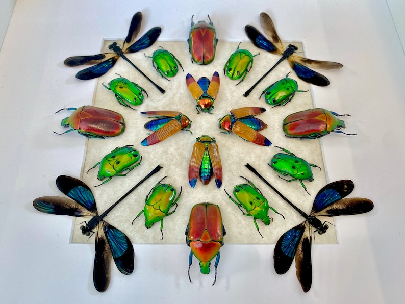 Real Insect Art Framed Insect Taxidermy Bugs Framed Beetle Art Insect ...