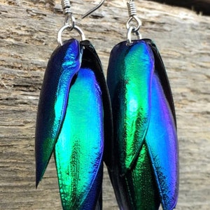 Real Beetle Wing Earrings Insect Earrings Beetle Earrings Real Bug ...