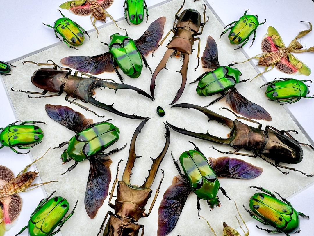 Framed Insect Wall Art Real Beetle Taxidermy Real Bug Wall Art Framed ...