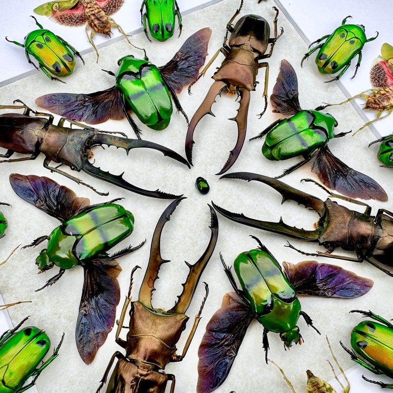 Insect Wall Art - Etsy