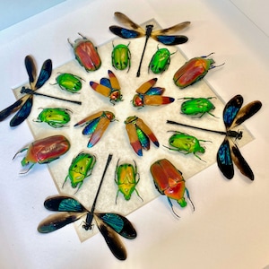 Real Insect Art Framed Insect Taxidermy Bugs Framed Beetle Art Insect ...