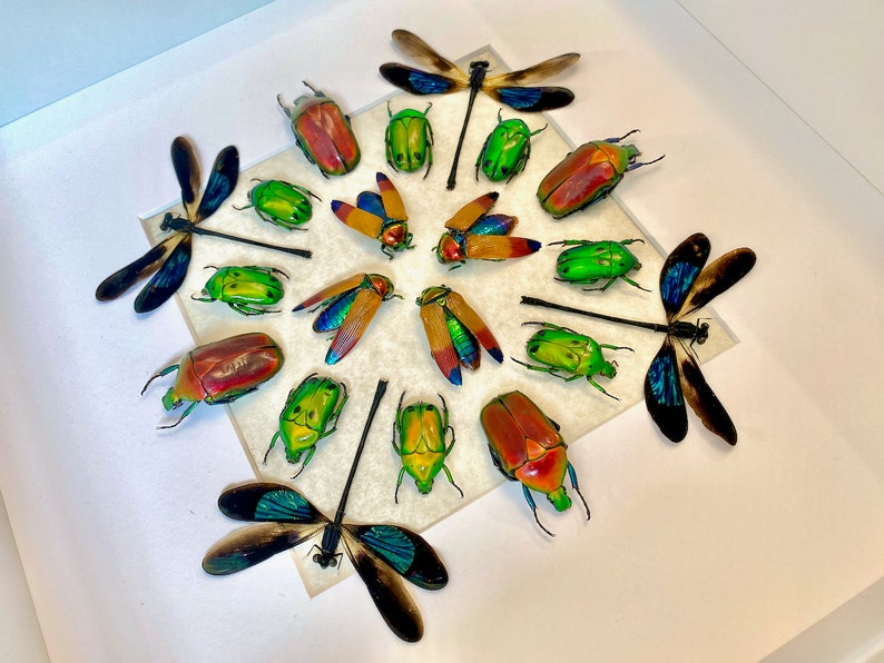 Real Insect Art Framed Insect Taxidermy Bugs Framed Beetle Art - Etsy
