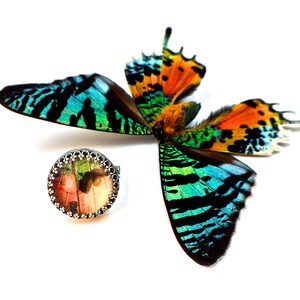 Real Moth Wings Ring Cool Rings Sunset Moth Taxidermy Ring Weird Stuff ...