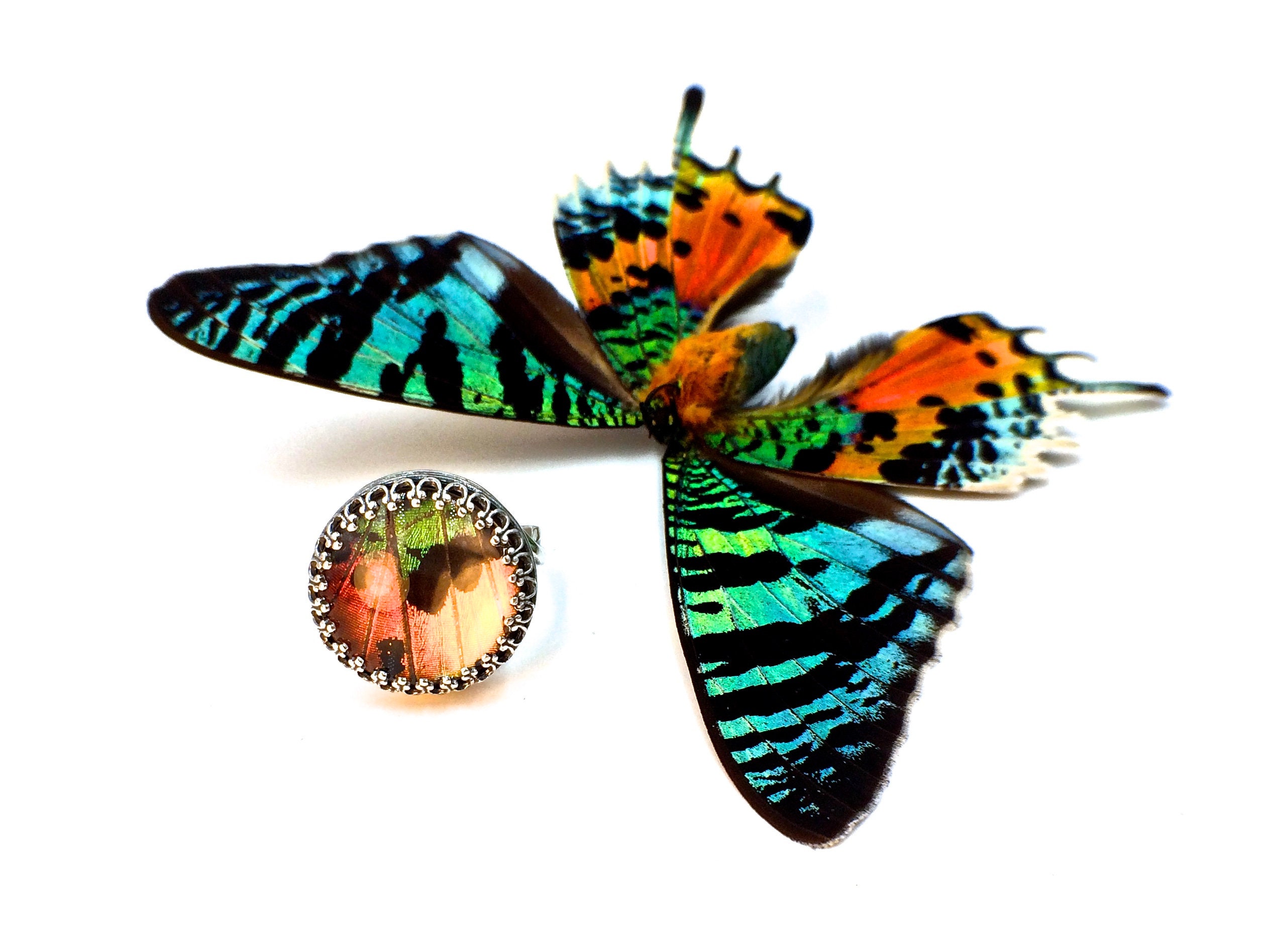 Real Moth Wings Ring Cool Rings Sunset Moth Taxidermy Ring Weird Stuff ...