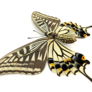 Real Swallowtail Butterfly Clock Necklace Real Insect Jewelry Pressed ...