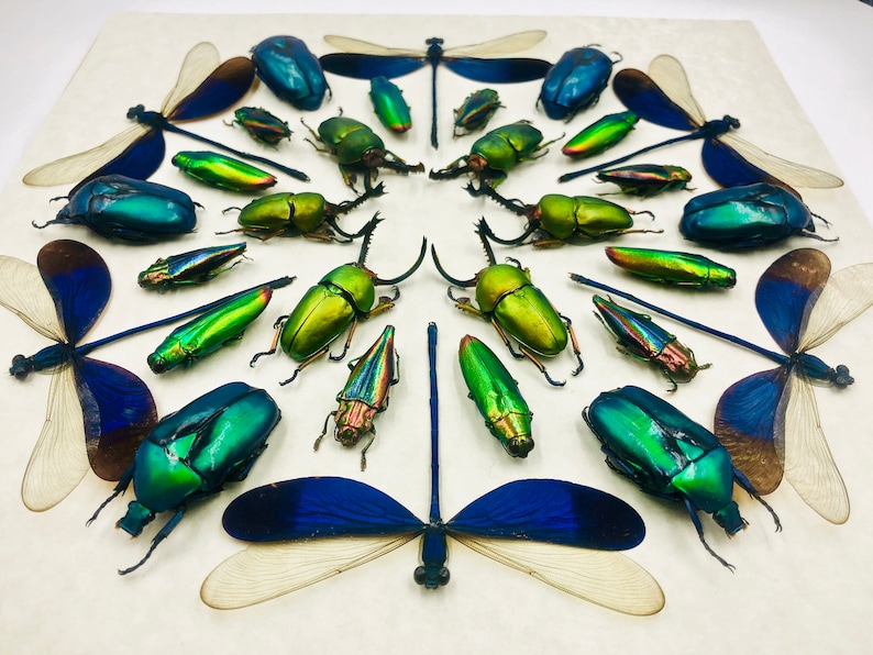 Framed Insect Taxidermy Oddities and Curiosities Framed Wall Art Mixed ...